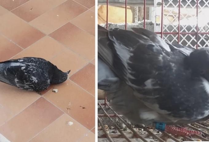 Θανατηφόρος ιός μετατρέπει τα περιστέρια σε… ζόμπι – Στρίβει ο λαιμός στο πλάι | SDNA