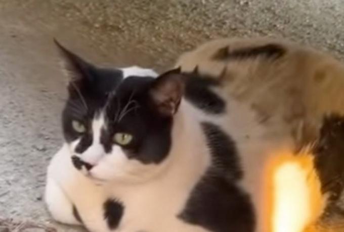 Chonkus Maximus: Ο καλοζωισμένος γάτος που έχει γίνει μασκότ των Χανίων (vids) | SDNA