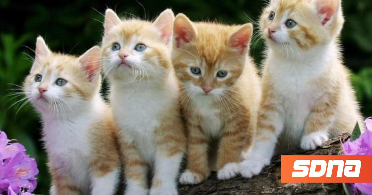 Βόλος: Πρόστιμο 120.000 ευρώ στην 75χρονη που πέταξε στα σκουπίδια τέσσερα νεογέννητα γατάκια | SDNA