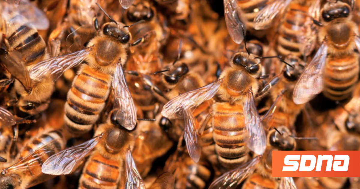 Τρίχρονη φοβόταν «τέρατα» στη ντουλάπα της – Κι αποδείχθηκε ότι ήταν 60.000 μέλισσες (vid) | SDNA